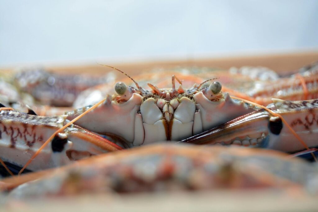 Stone Crab Season – Best Restaurants to Enjoy Stone Crab in the Florida ...